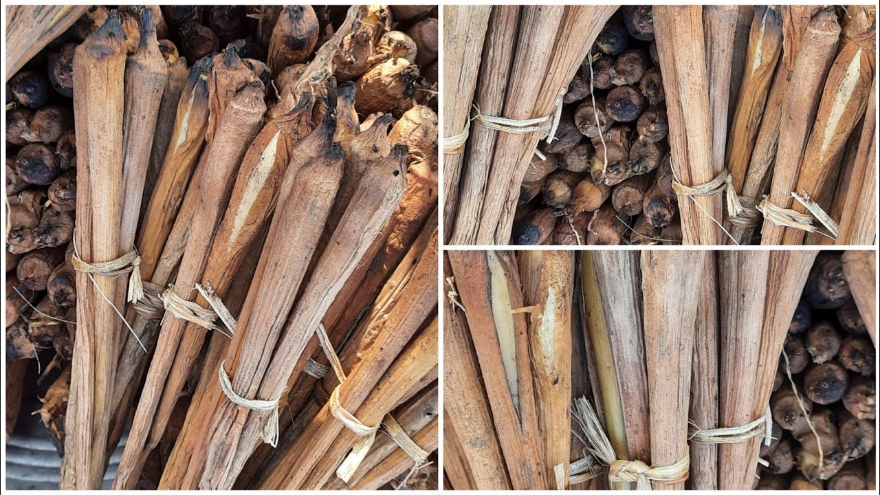 Thegalu|||Natural Chewing Gum||Tender Palm Shoots - YouTube