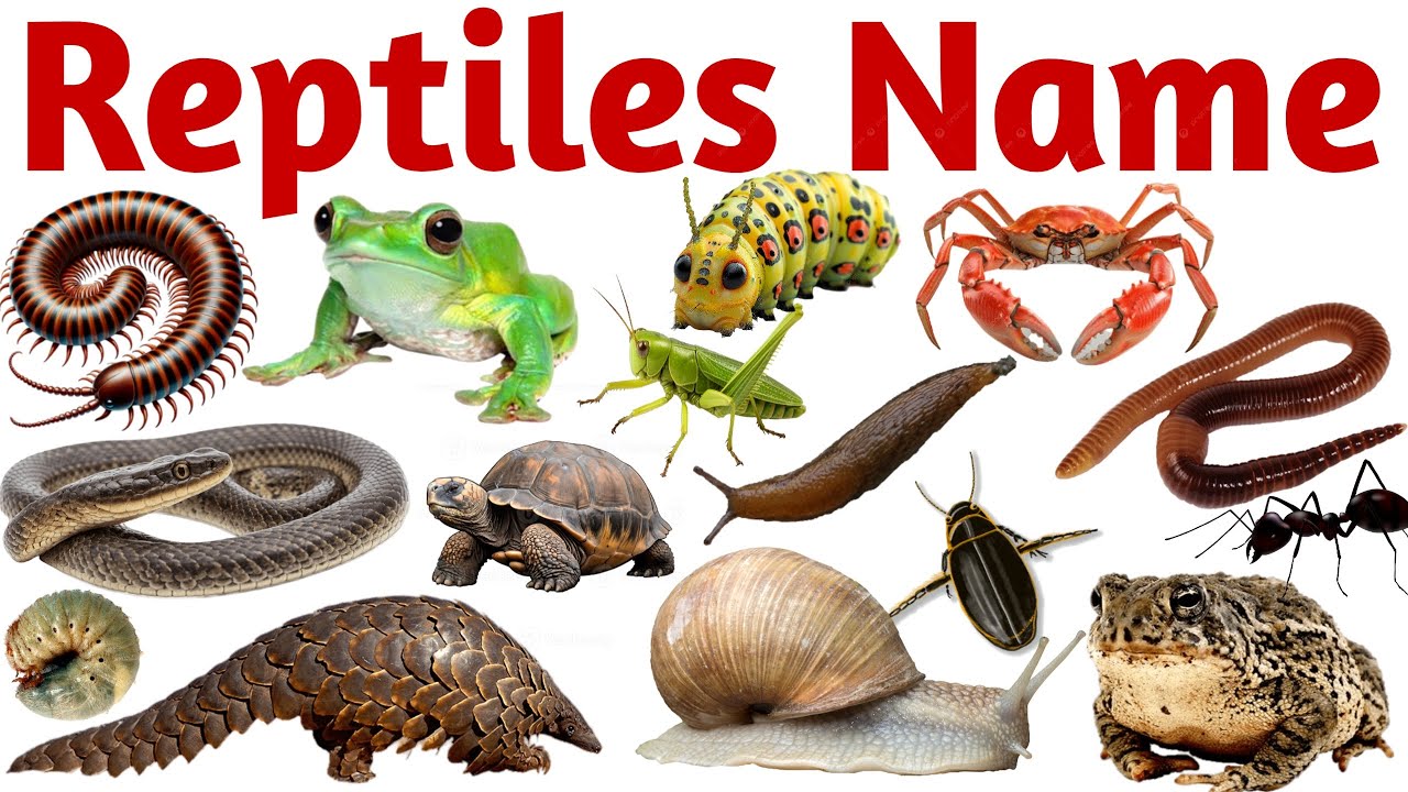 20 Reptiles Name for Kids | Learn Snake, Lizard, Turtle & More | Fun Reptile Learning with ...
