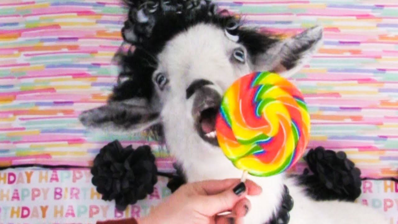 Goat Enjoys a Lollipop for her Birthday - MaDolly - YouTube