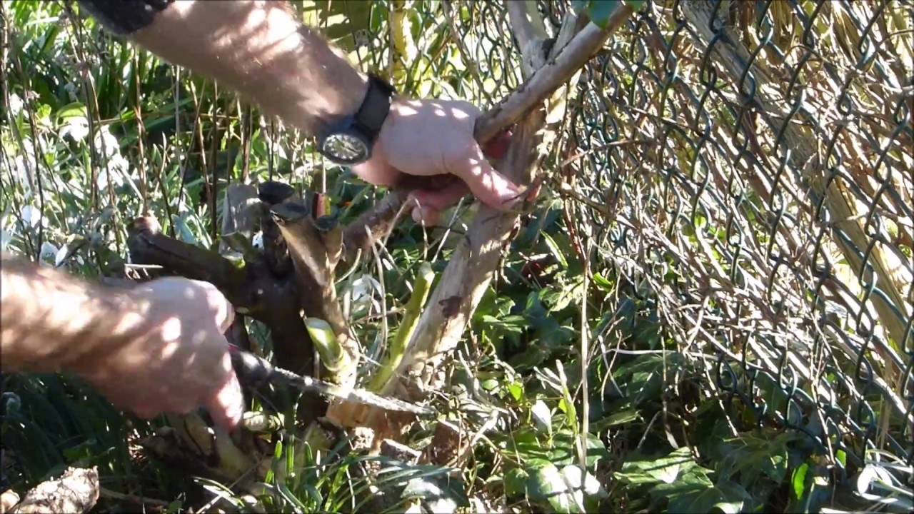 How to prune Cornus alba Dogwood - YouTube