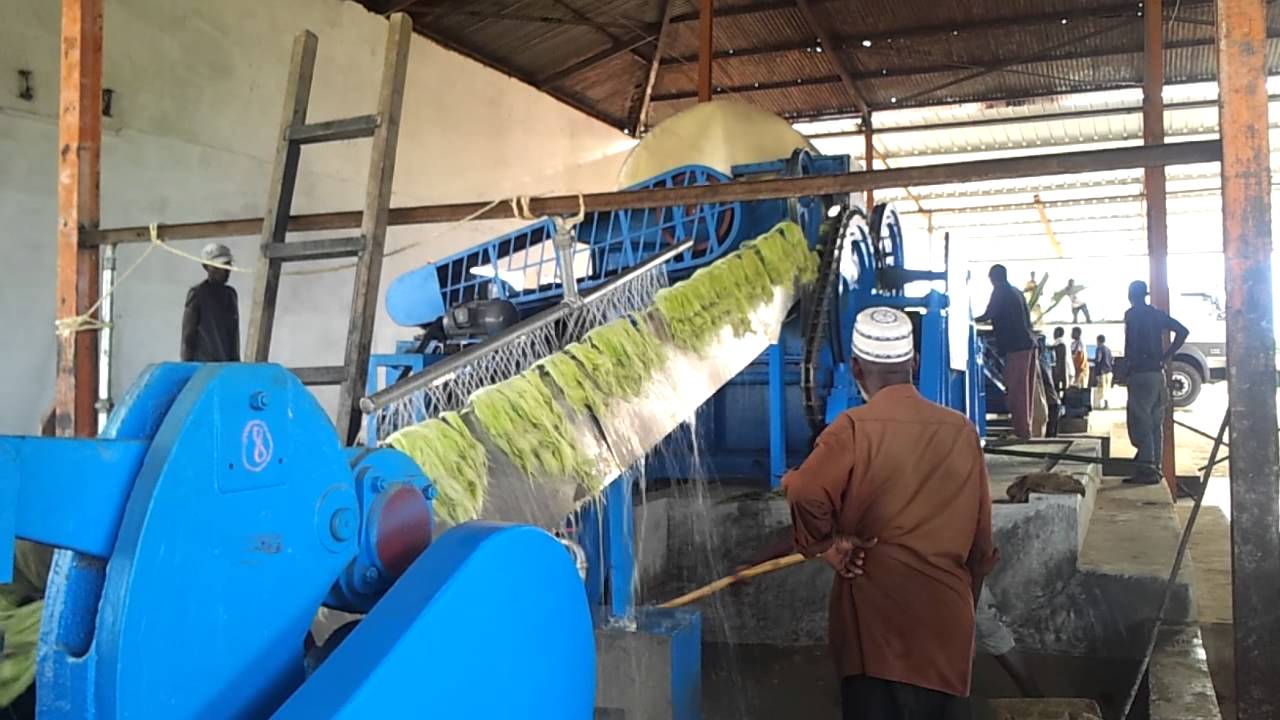 Decorticator (Desfibrador, Defibrator ) V-150 in MOZAMBIQUE 20140419-6 ...