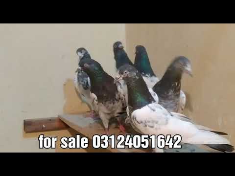 Awesome and beautiful teddy pigeons - YouTube