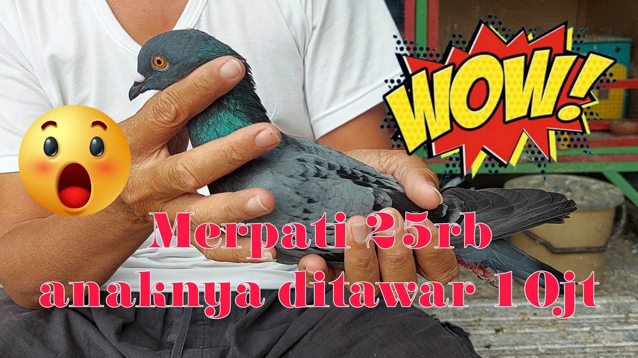 Merpati 25rb anaknya ditawar 10jt “MeLo" Megan teLo #merpatitinggian # ...