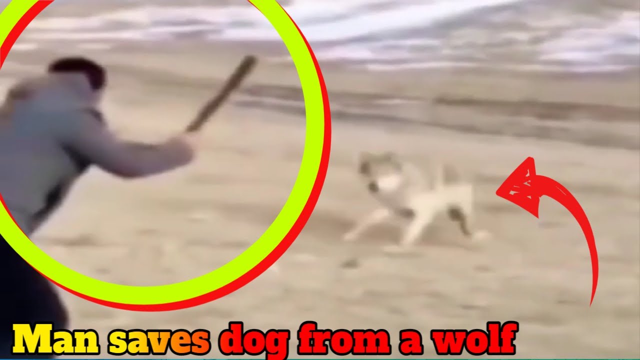 Brave owner saves his dog from a wolf!!! - YouTube