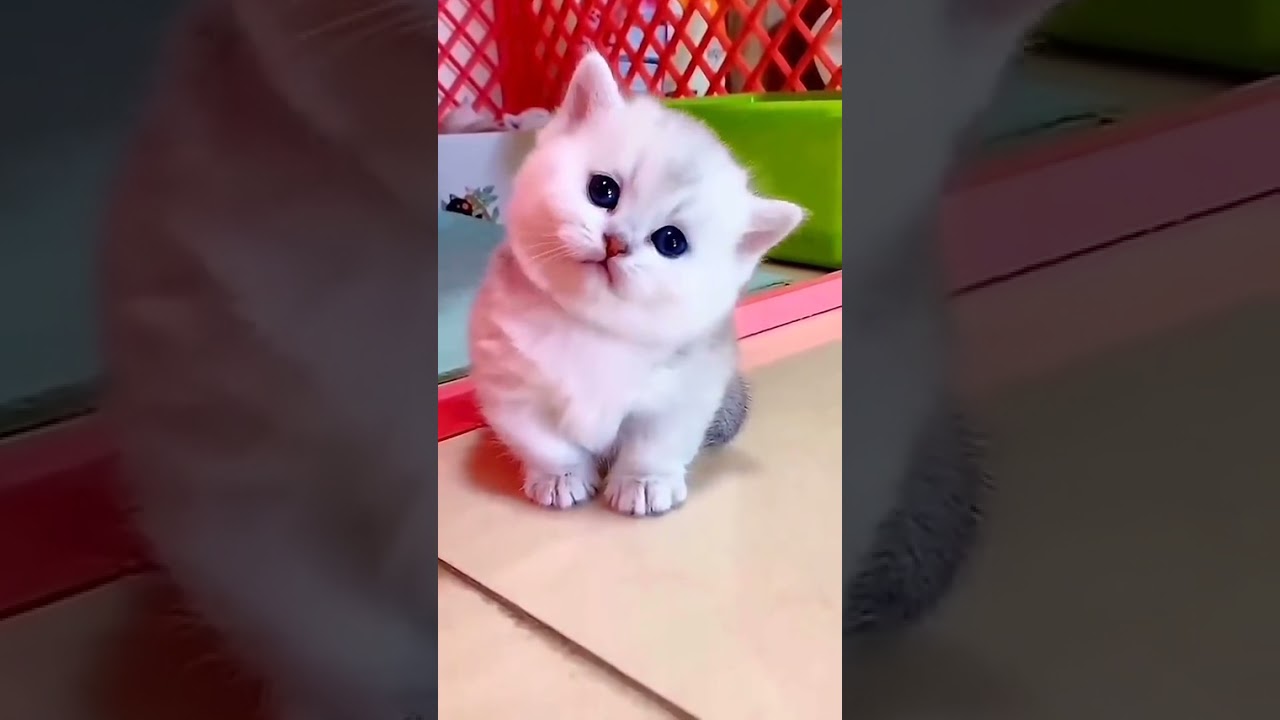Oooo... so cute😊🐱 - YouTube