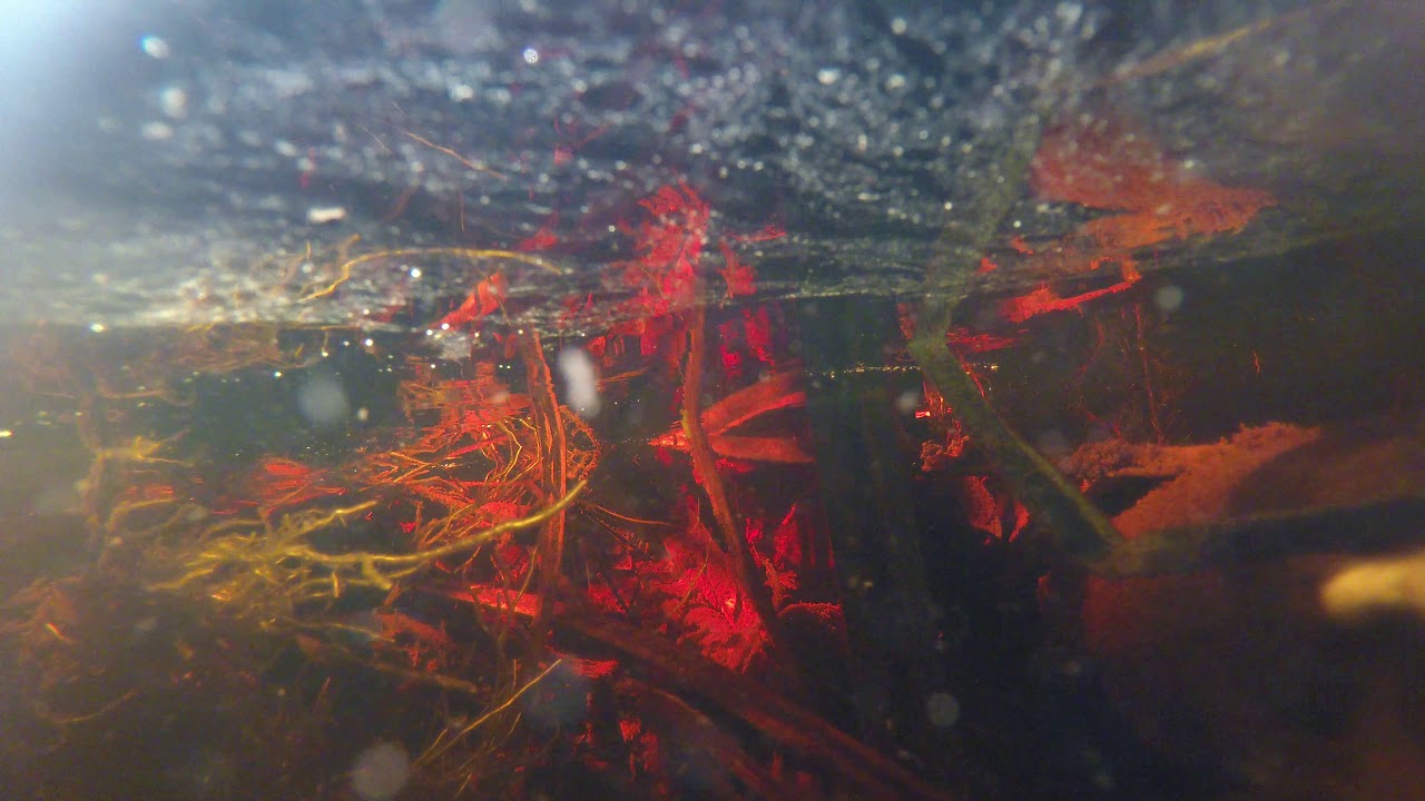 Rasbora kalochroma in the wild - YouTube