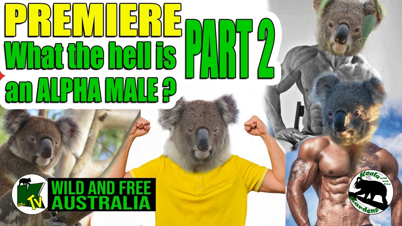 Alpha Male koalas EXPLAINED | Part 2 - YouTube