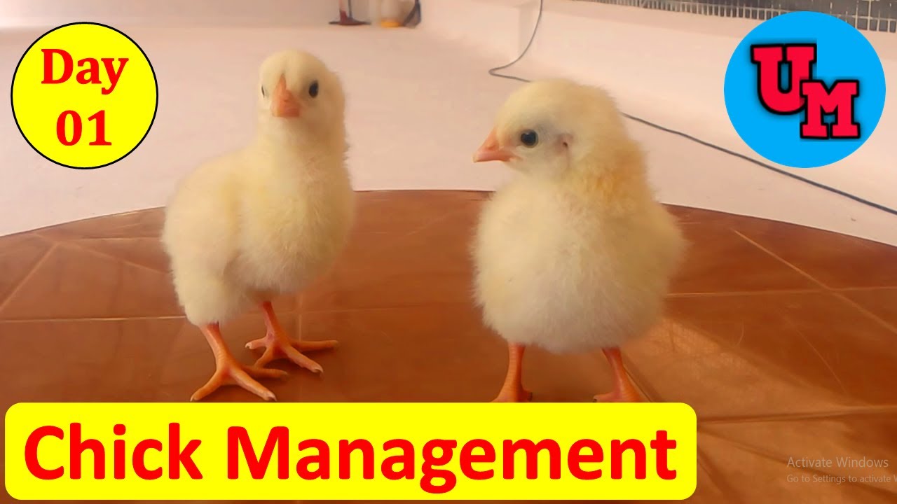 How To Manage Chicks In Broiler Brooding Period Day 01 | Brooding ...