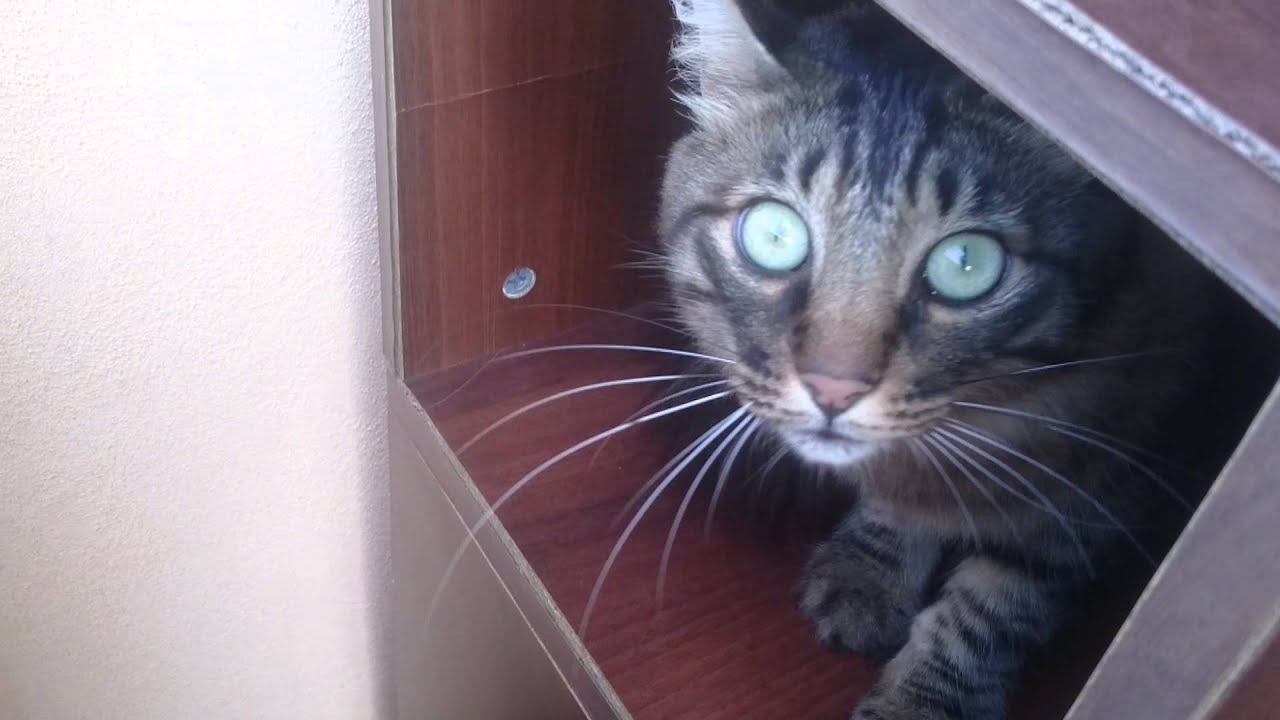 Il mio pazzo gatto XD Crazy cat - YouTube