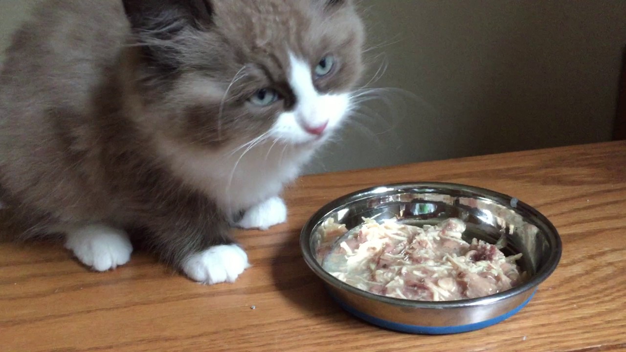 Mingo Loves His New Cat Food - YouTube