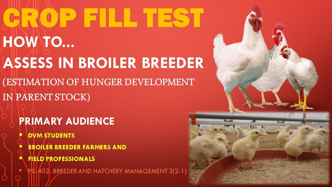 Crop Fill test in Chicks of Broiler and Broiler Breeder - YouTube
