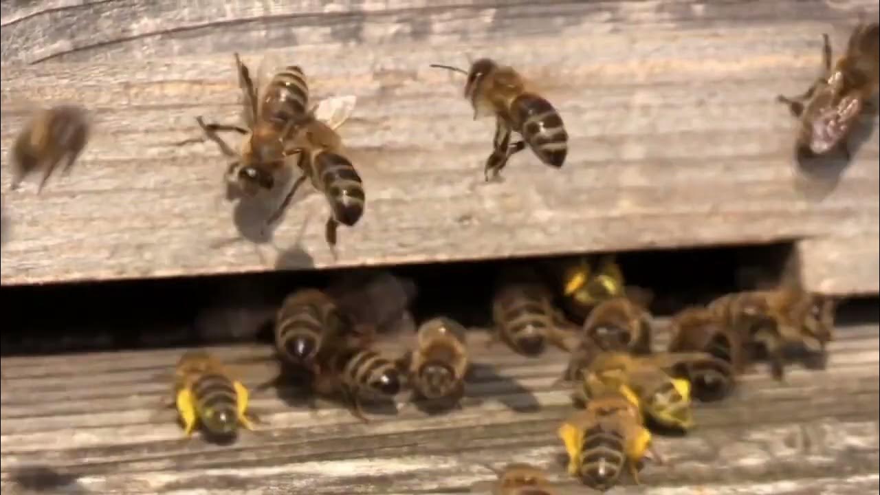Have you ever told | Honey | the secret life of bee - YouTube