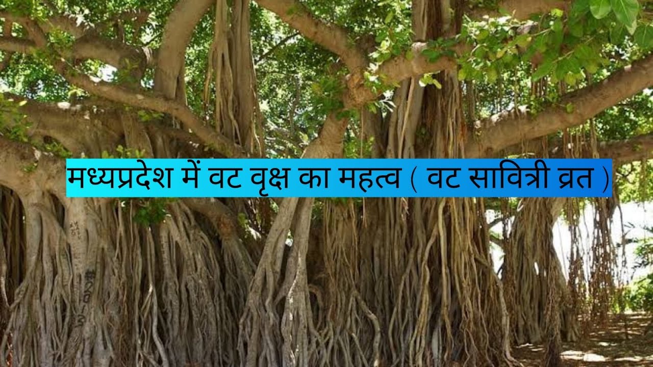 BIODIVERSITY OF BANYAN TREE ||Madhya Pradesh || - YouTube