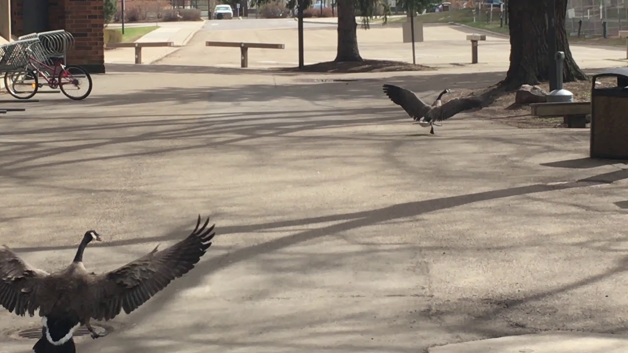 Canada Geese Attack Male Goose - YouTube