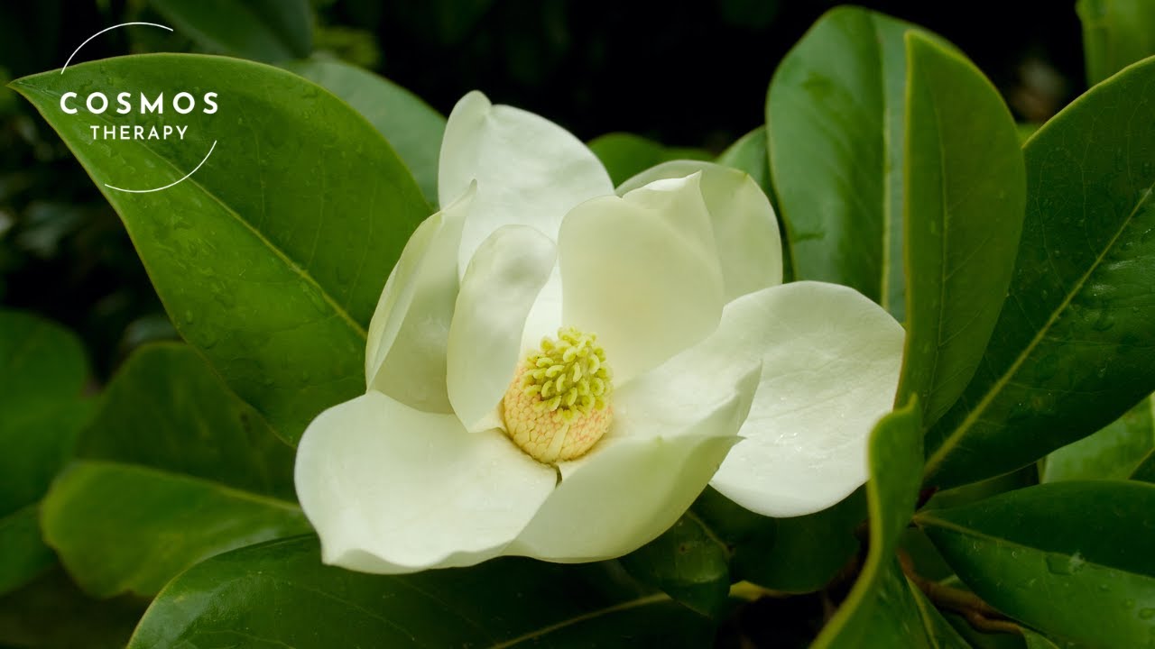 Magnolia Flowers | A Short Documentary on Nature’s Beauty - YouTube