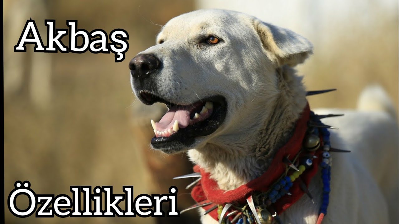 Akbaş Köpeği Hakkında Bilgiler - Akbaş Köpeği Özellikleri (Belgesel ...