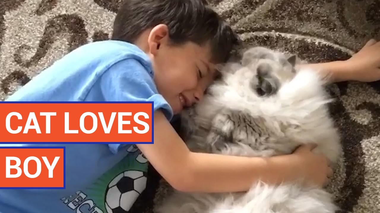 Sweet Cat Loves Boy Video 2016 | Daily Heart Beat - YouTube