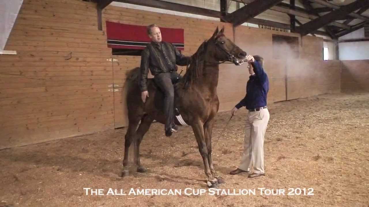 Red Hawk Red Hawk - 2012 All American Cup Stallion Tour - American ...