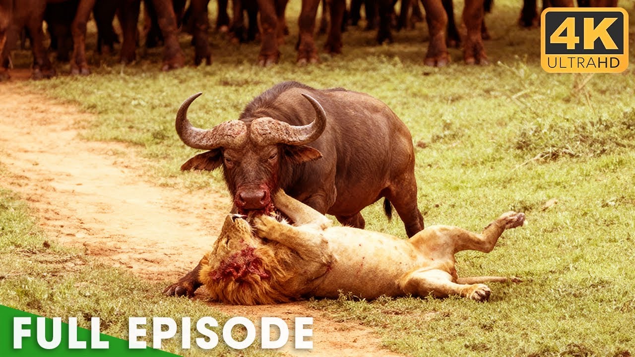 The Ruthless Apex Predators: An Adventure Through Africa in 4K | Nature ...