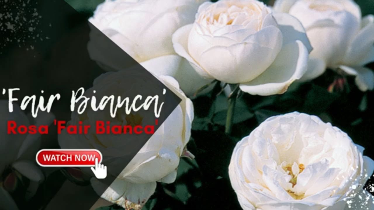 'Fair Bianca' Rose | Rosa 'Fair Bianca' | English Roses - YouTube