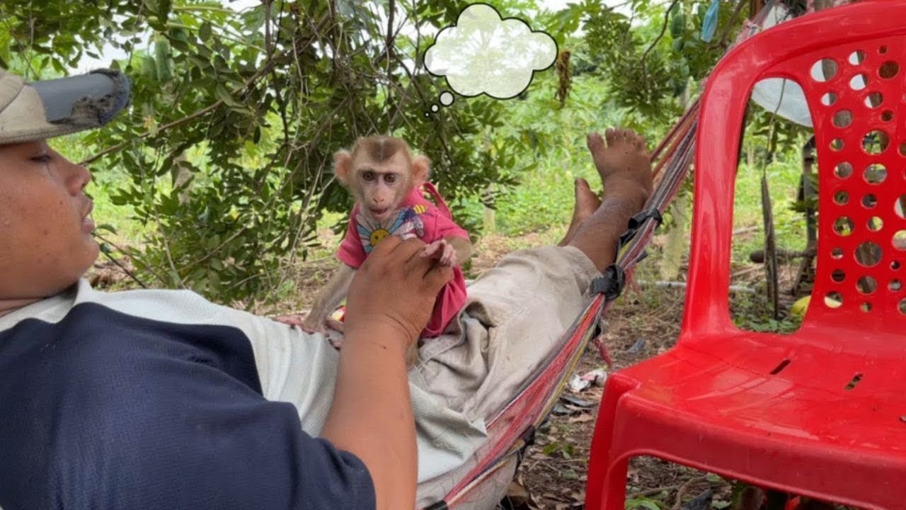 Richard. Monkey nodded and refused to eat - YouTube