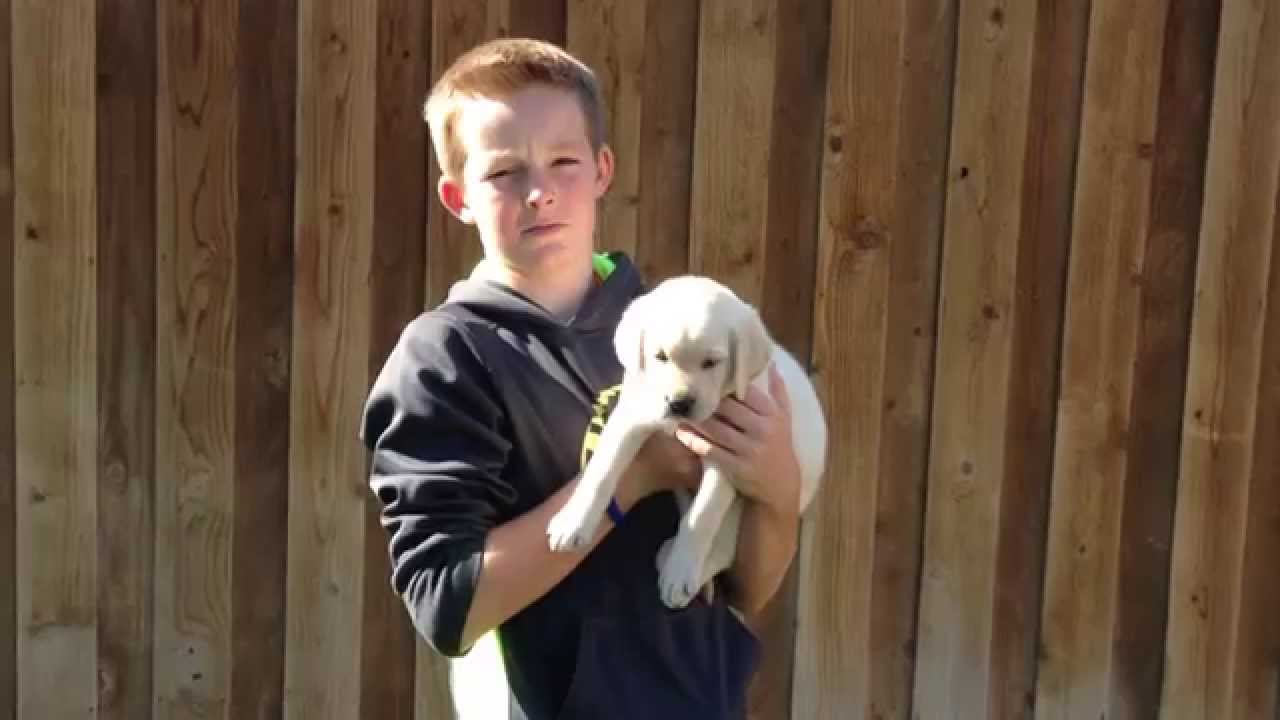 "Stormie" 6 week old FEMALE yellow lab puppy Temperament Testing - High ...