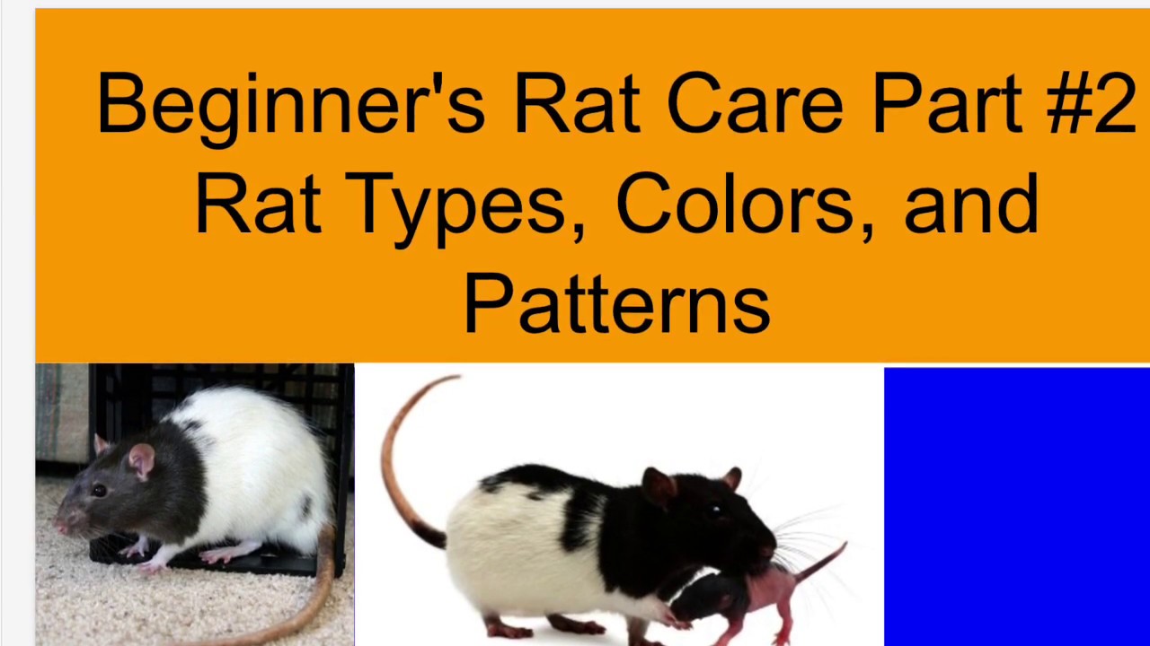 Rat types, colors, and patterns - YouTube