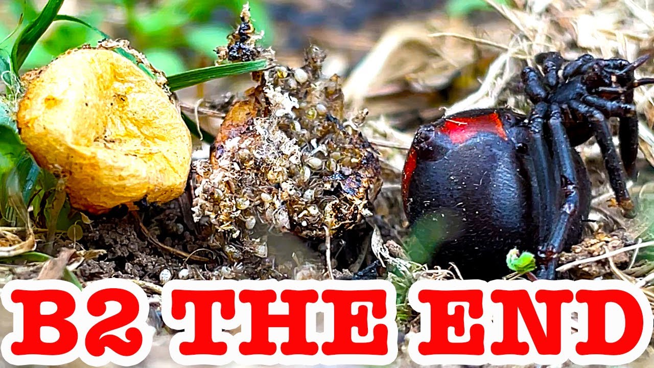 Redback Spider Egg Sac Opens Early Uncontained Situation Solved With ...