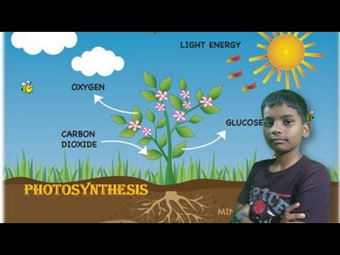 How plants make their own food? The process of photosynthesis - YouTube