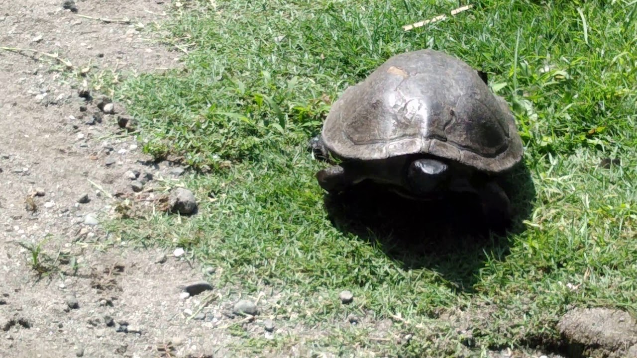 Malayan Box Turtle Population in west Sumatera ( Cuora amboinensis ...
