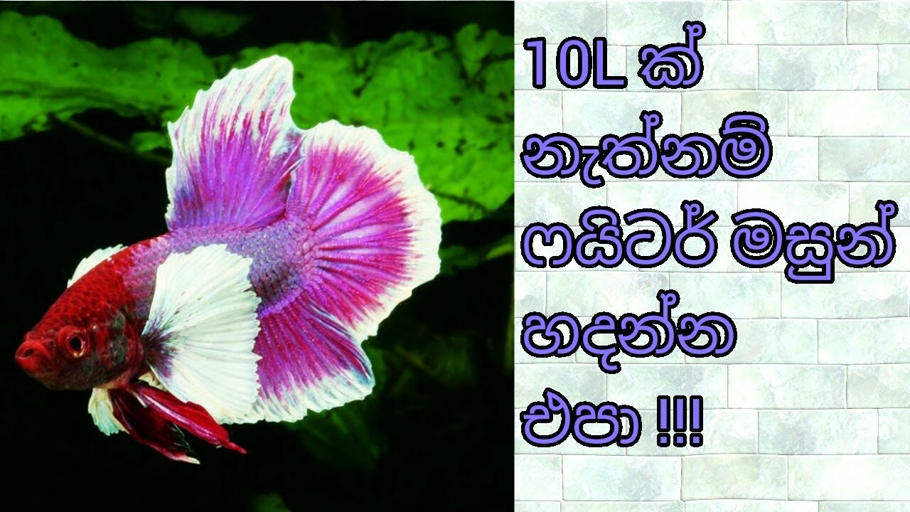 ෆයිටර් මාළු || betta (fighter) fish in sinhala - YouTube
