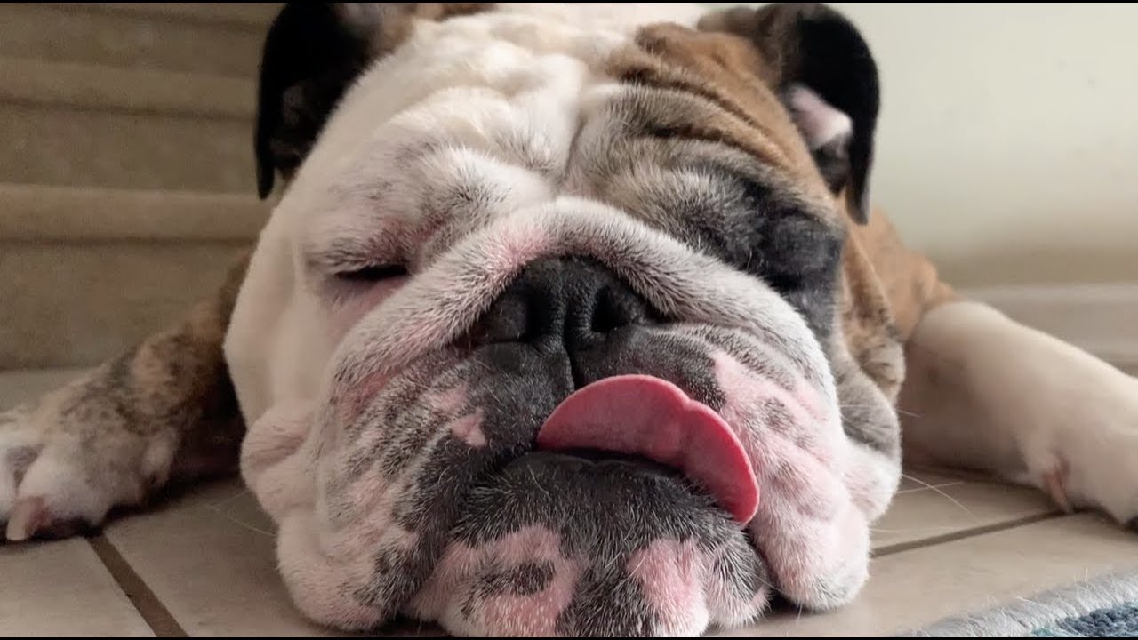 Reuben the Bulldog: Itchy Business - YouTube