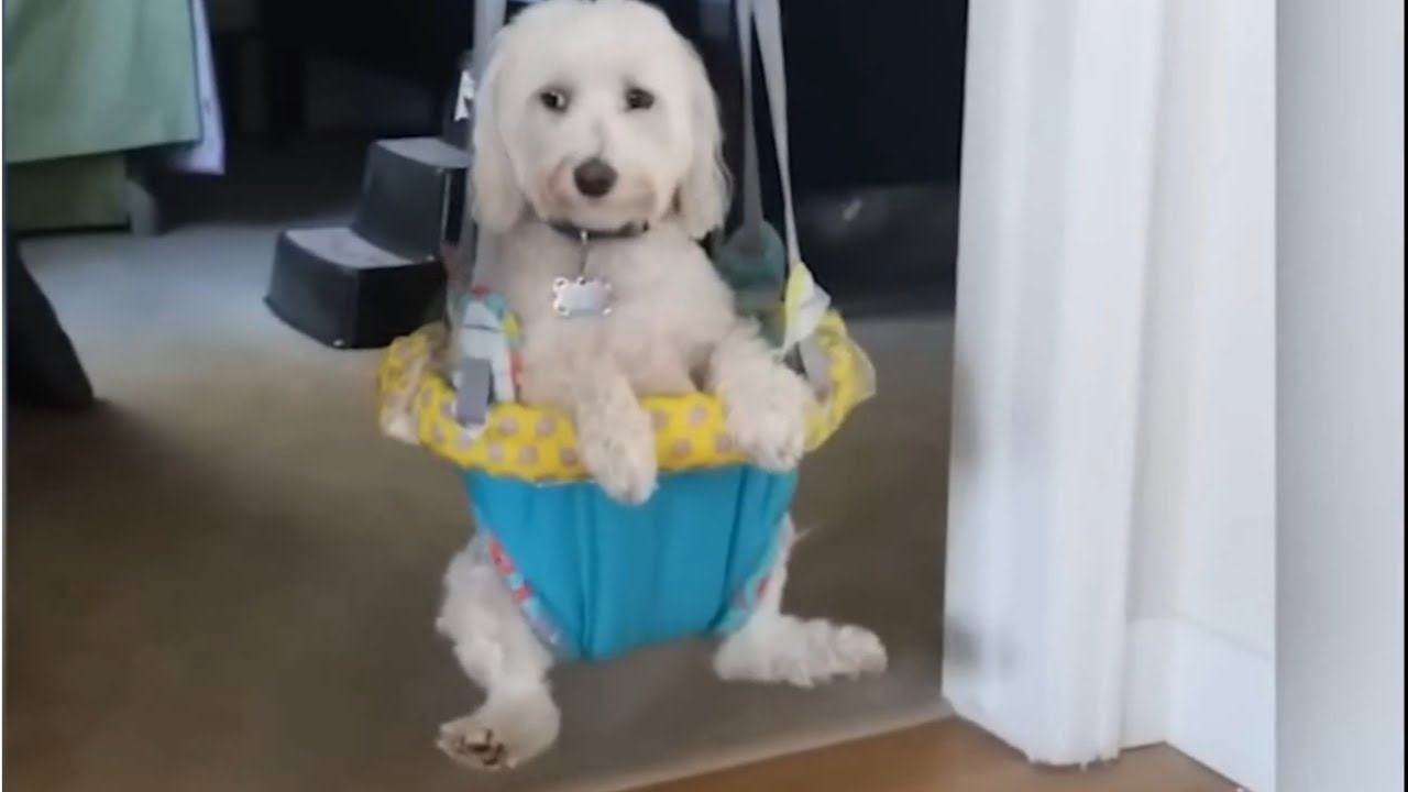 There is nothing funny here. Funny animals. Short compilation #16 ...