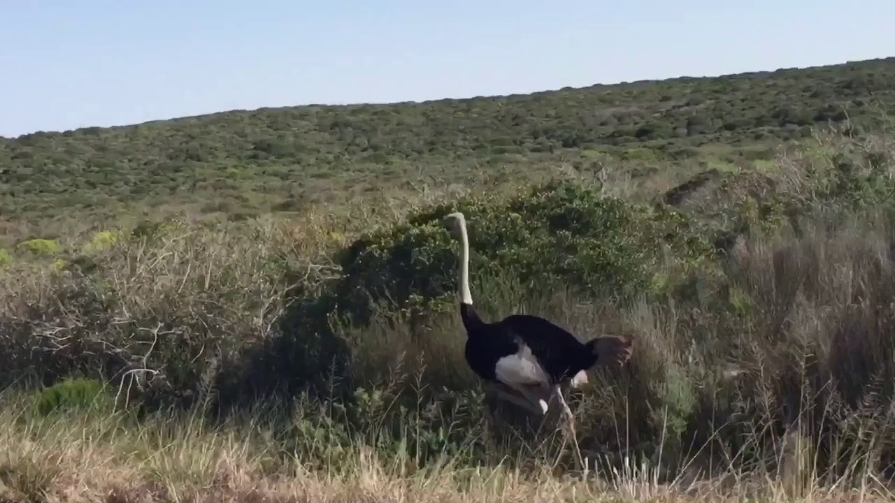 Ostrich Running in West Coast National Park South Africa - YouTube