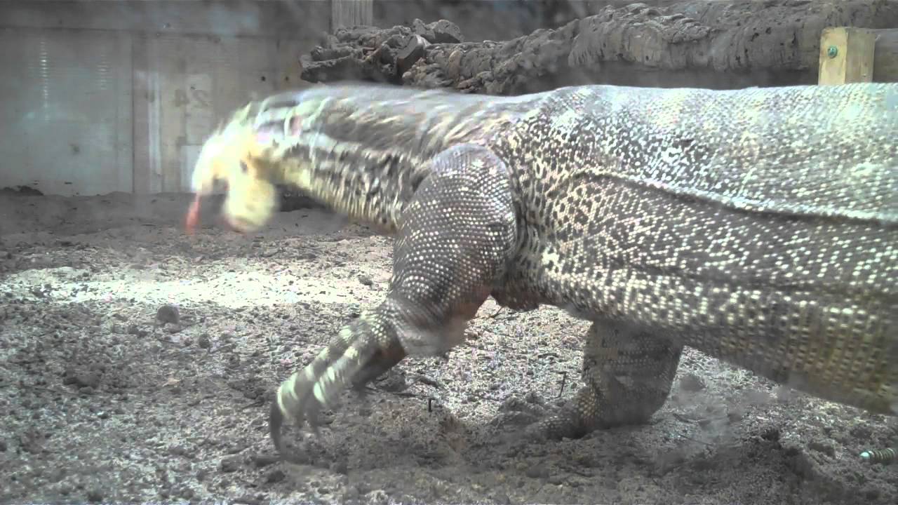 Argus Monitor Lizard May 2015 - YouTube