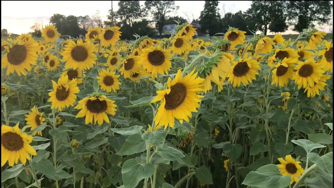 Deerfield township Ohio - Cottell park Sunflower Field | Photography ...