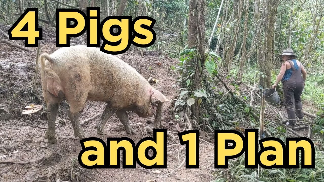 Pig MOVING DAY shenanigans | pigs get NEW FOREST PADDOCKS | Keeping ...