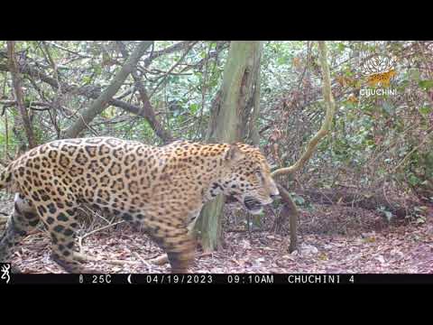 [Trail Camera Trap] Amazon Jungle Wildlife animals - Rainforest Jungle ...