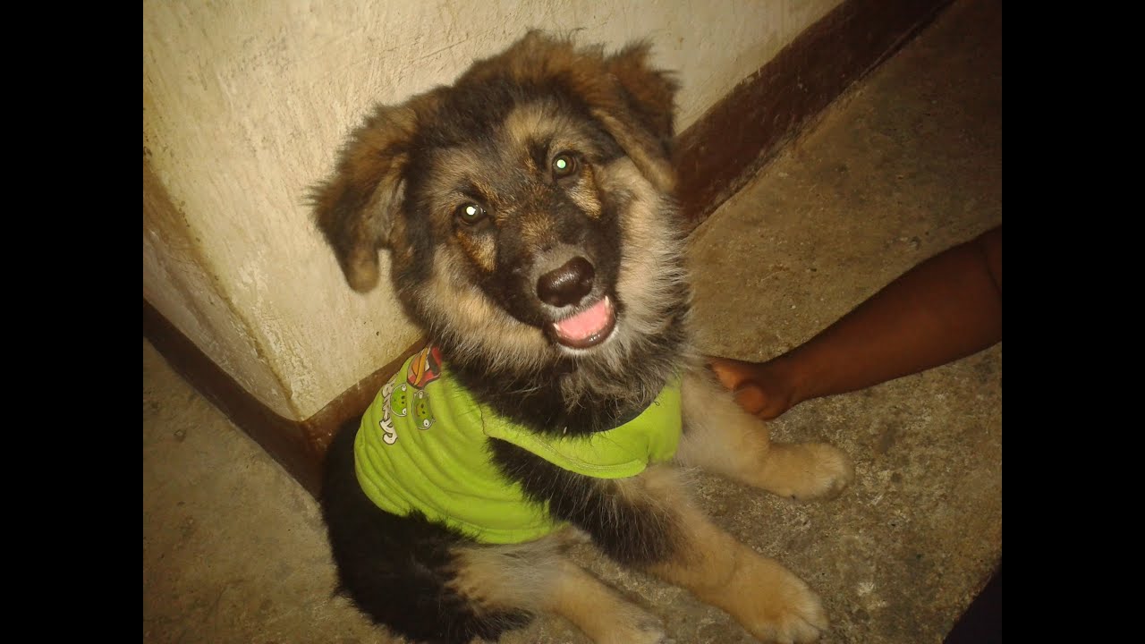 EL PERRO MAS BONITO DEL MUNDO Y SIMPATICO Y EL MEJOR AMIGO DEL HOMBRE ...