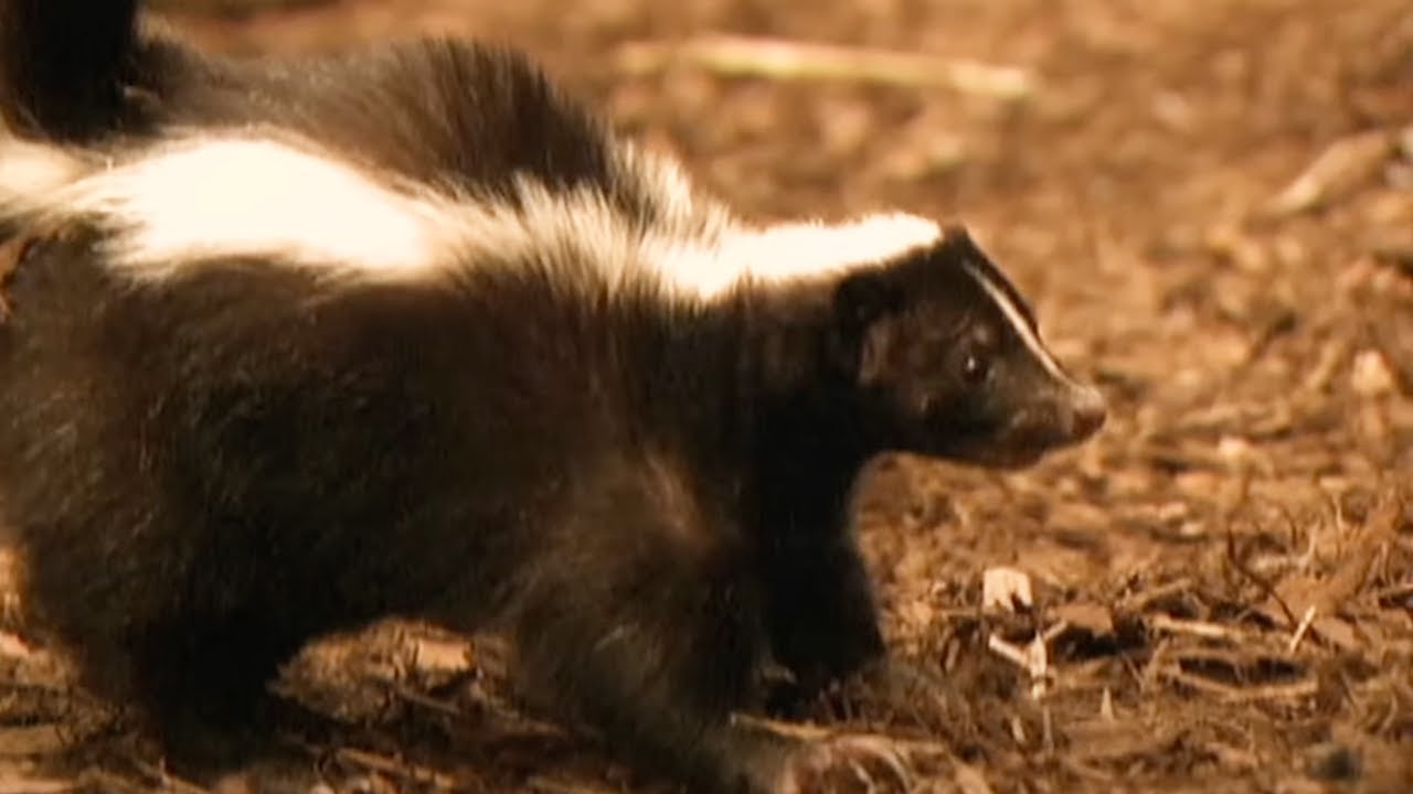 Zoboomafoo - Stinky Skunk | WildBrain Zoo | Animal Lovers Kids Show ...