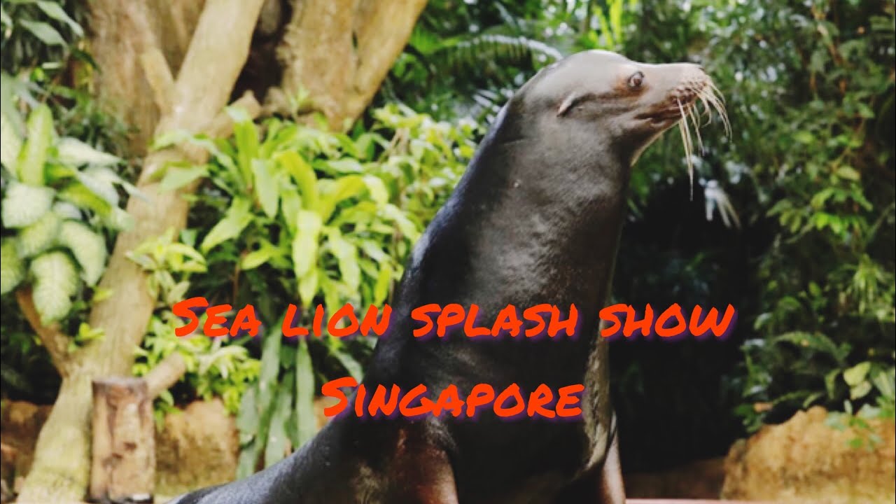 An Amazing Sea lion splash show at Zoo, Singapore - YouTube