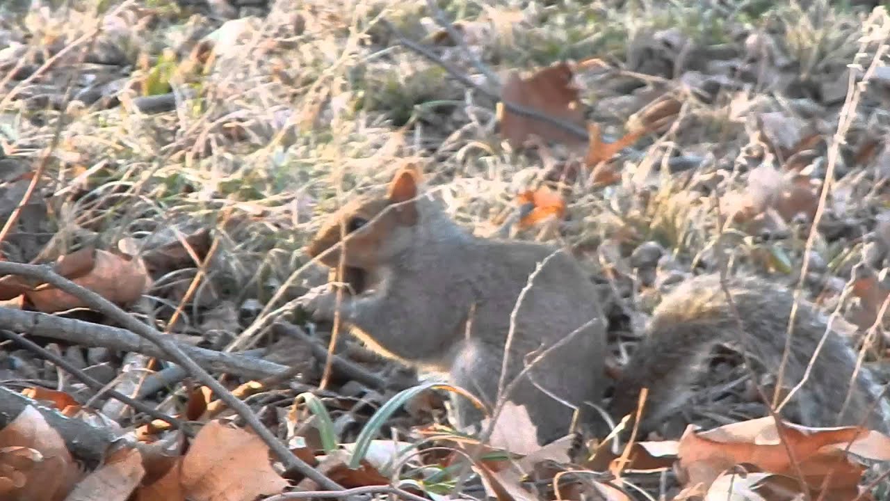 Backyard wildlife 4 - YouTube