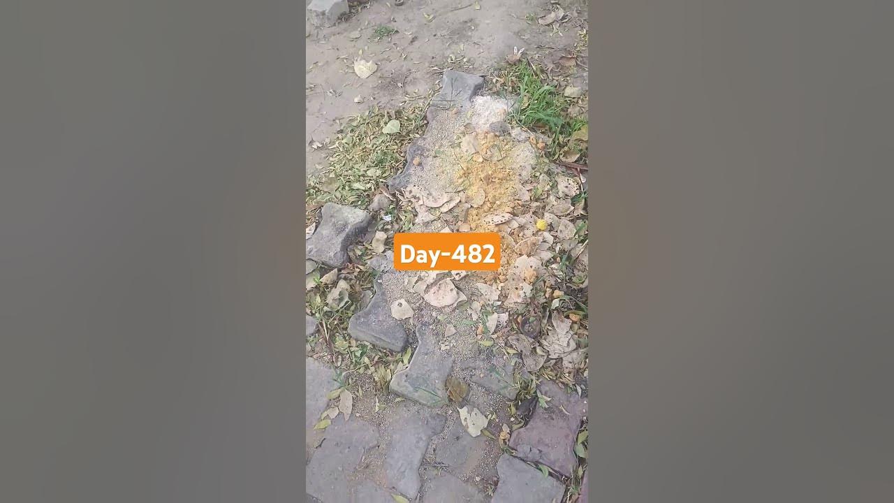 Day-482 चींटियों 🐜 को आटा डालना धर्म का कार्य है 09 March 2025 #hinduism #sanatandharm #Hindu ...