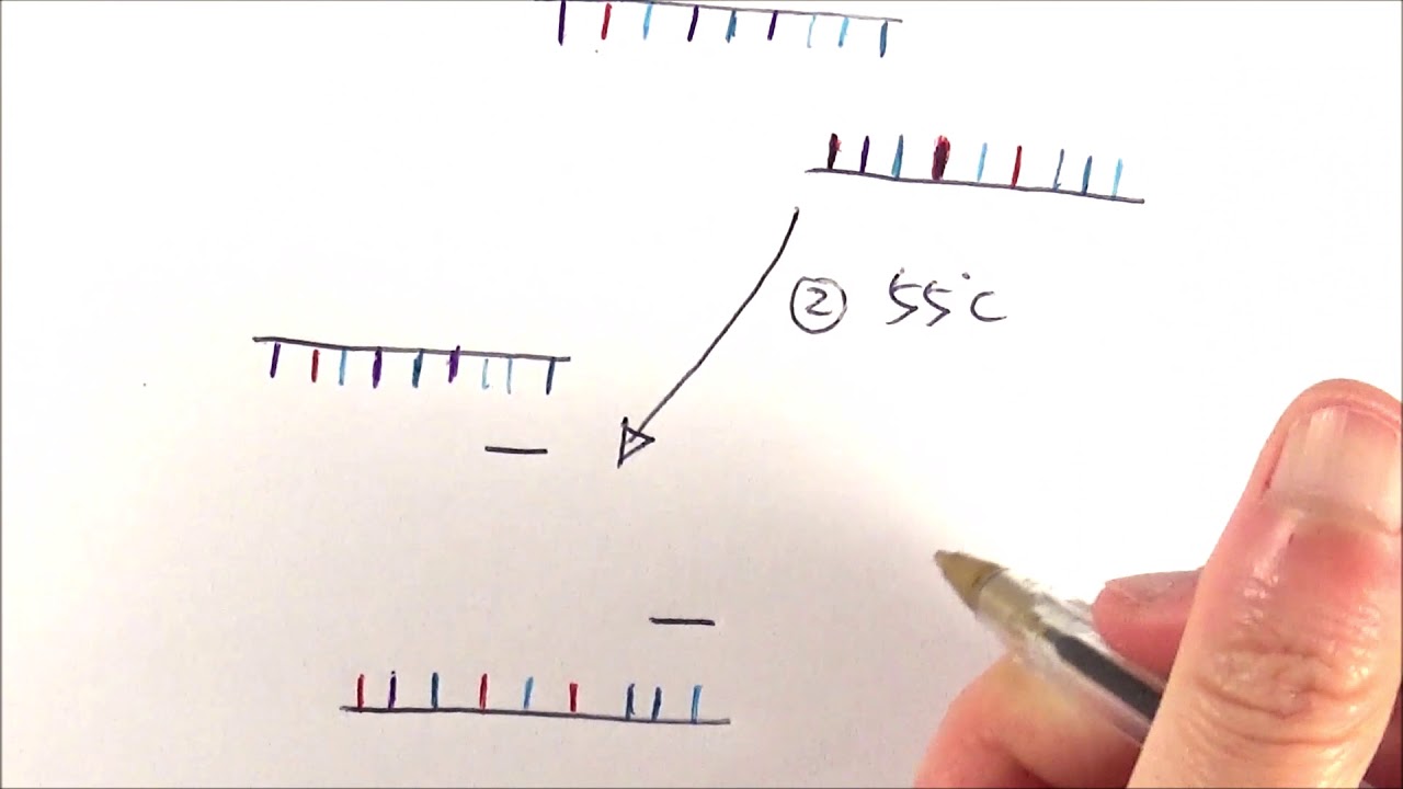 A2 Biology - Polymerase chain reaction (PCR) (OCR A Chapter 21.1) - YouTube