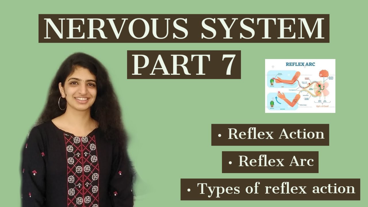 Reflex Action: Types and Reflex Arc - YouTube