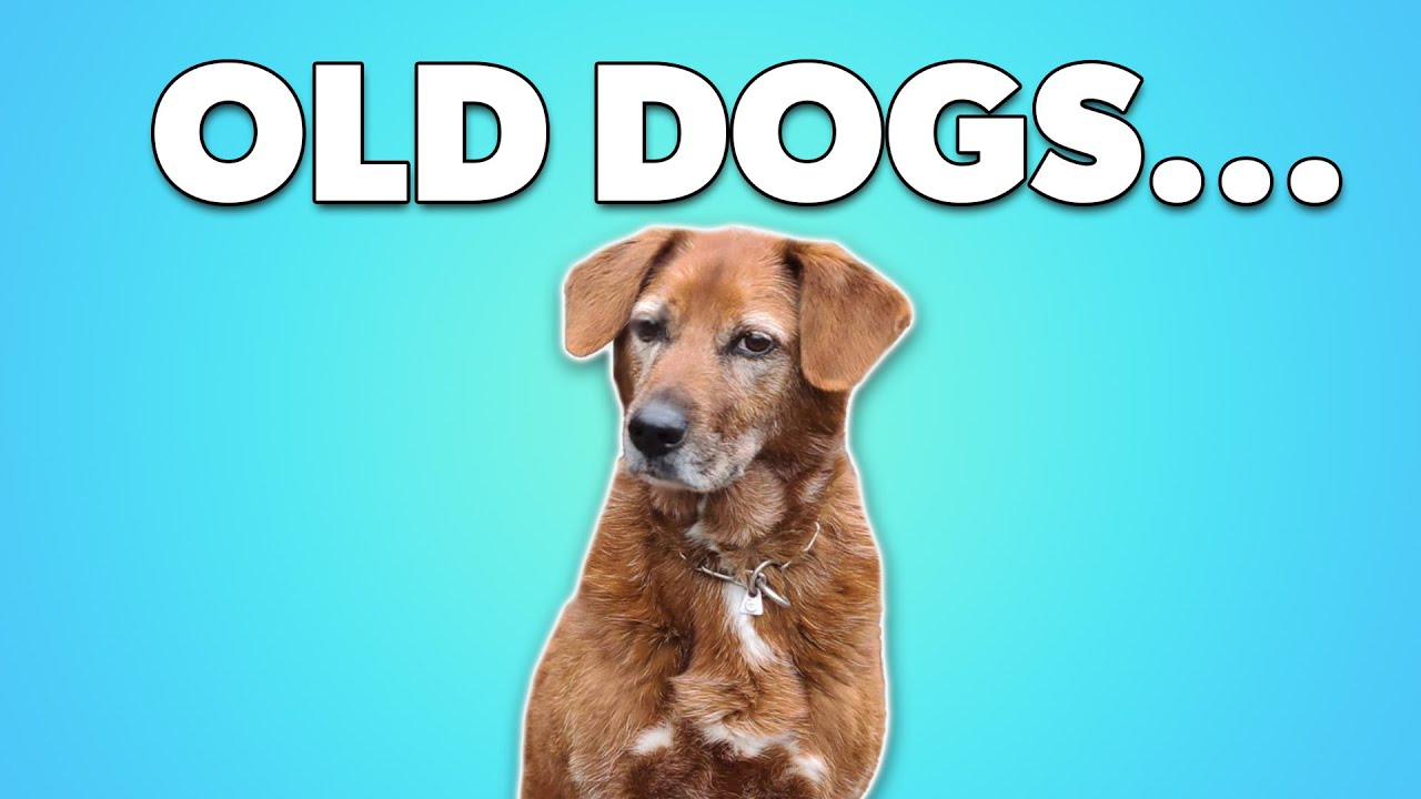 Can An Old Dog Learn New Tricks? - PTP #18 - YouTube