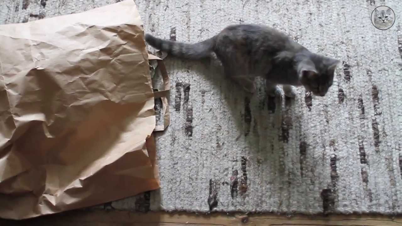 cat paper bag / 2013 / Vol.1 - YouTube
