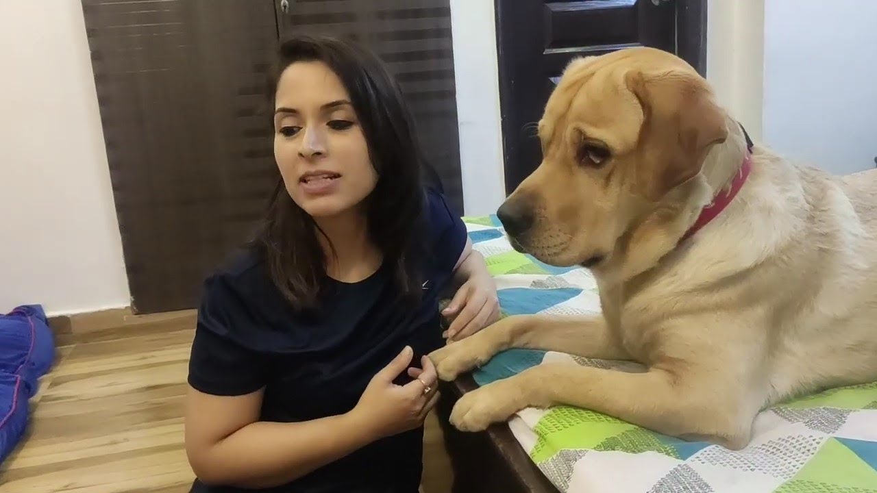 This happens when I ignore my Labrador (MILO)|| He HATES being Ignored ...