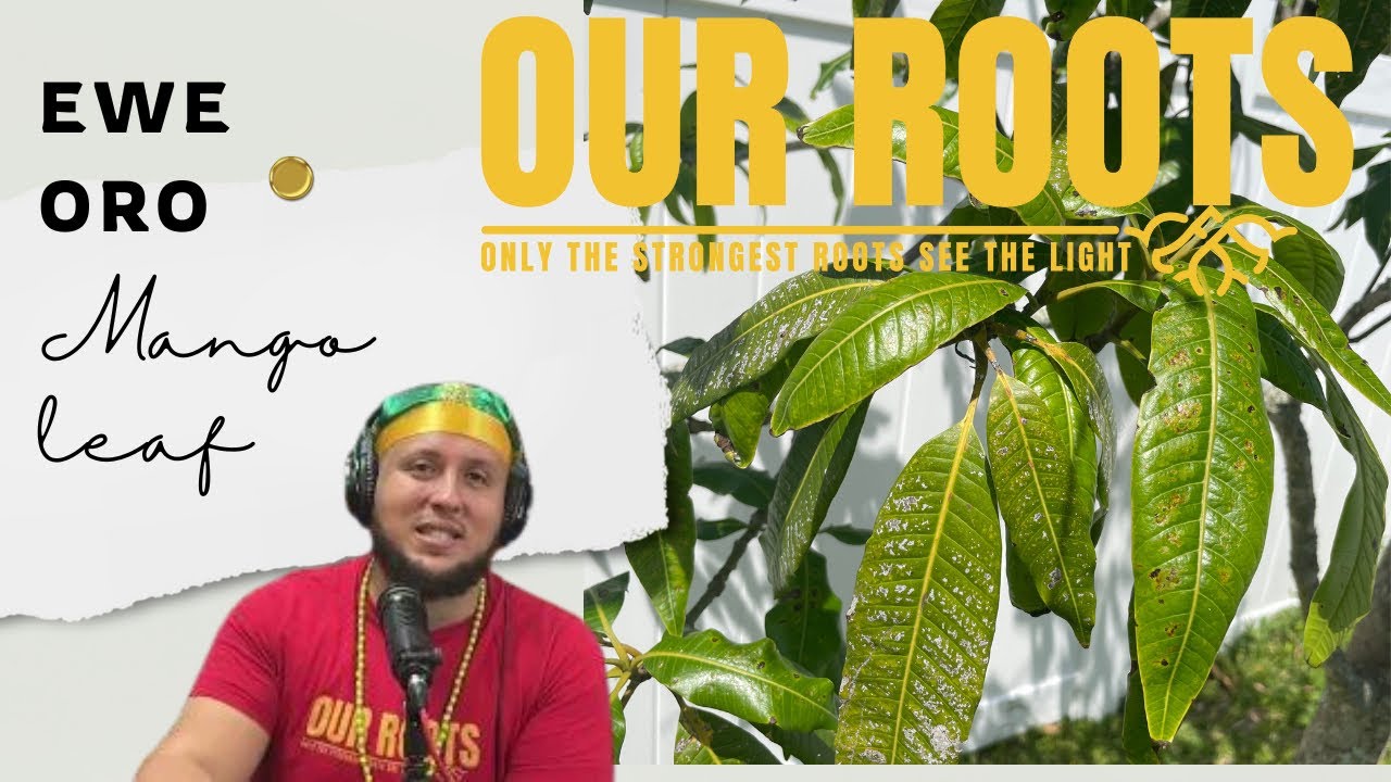 Ewe Oro I VIP Members learning video I Joseph Baba Ifa - YouTube