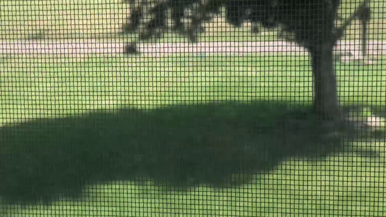 Grass hop er - YouTube